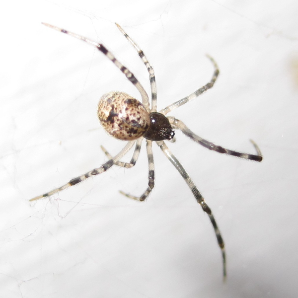 Insects Id: Common House Spider (Parasteatoda tepidariorum)
