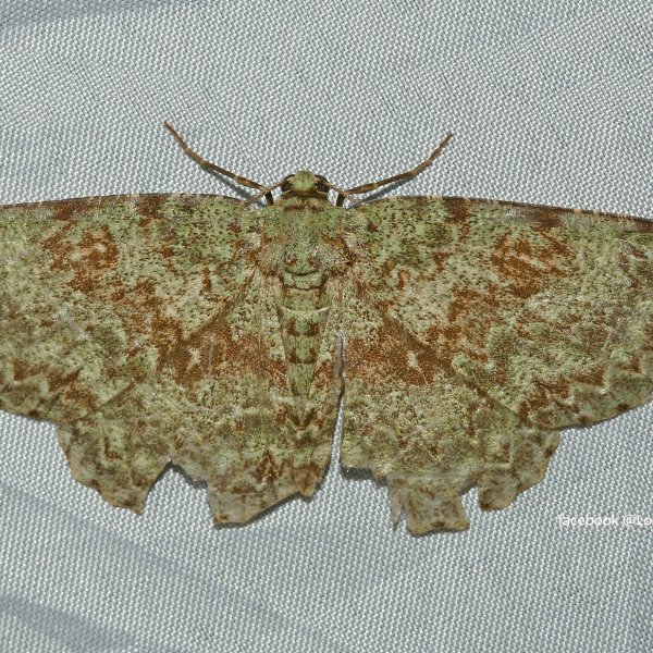 Insects Id: Ophthalmitis (Ophthalmitis)