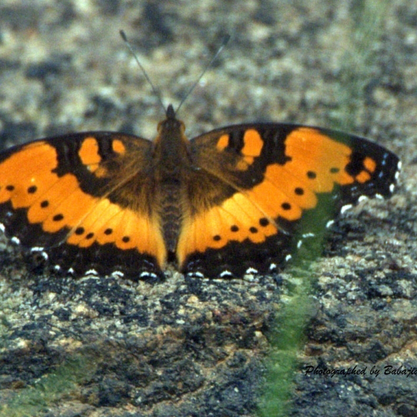 Insects Id: Gaudy Commodore (Precis octavia)