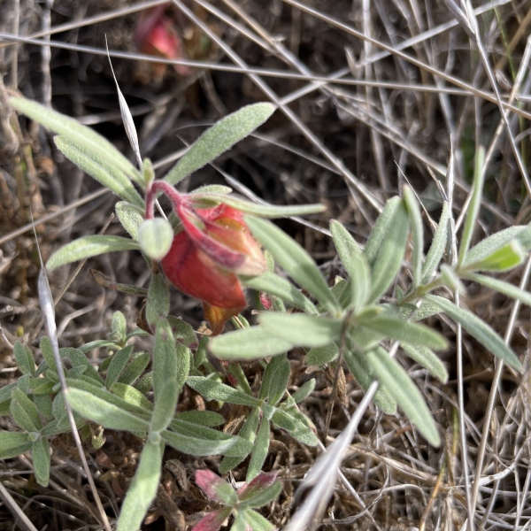 Insects Id: Contarinia (Contarinia)