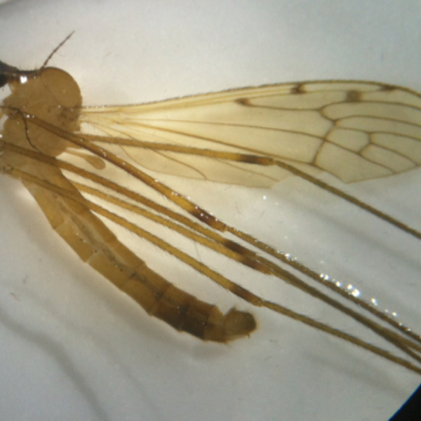 Insects Id Limonia Limonia