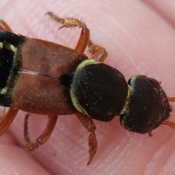 Insects Id: Staphylinus (Staphylinus)