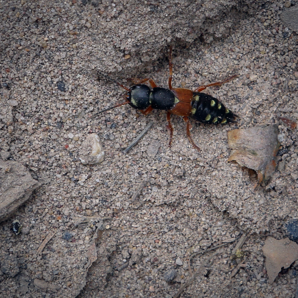 Insects Id: Staphylinus (Staphylinus)