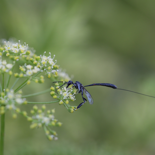 Insects Id: Carrot Wasps (Gasteruptiidae)