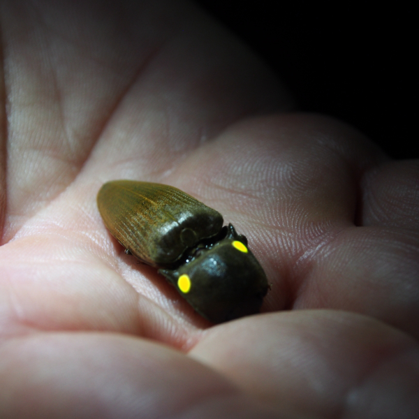 Insects Id: Fire Click Beetles (Pyrophorus)