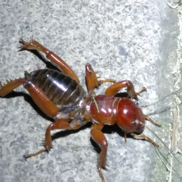 Insects Id: Mexican Jerusalem Cricket (Stenopelmatus talpa)
