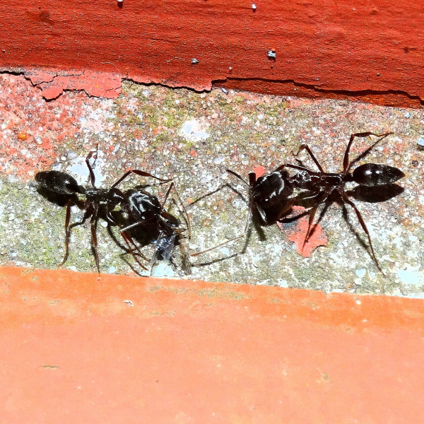 Insects Id: Trap-jaw Ants (Odontomachus)