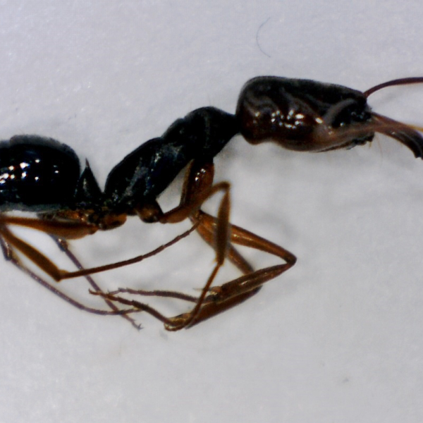 Insects Id: Trap-jaw Ants (Odontomachus)