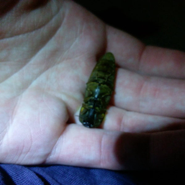 Insects Id: Fire Click Beetles (Pyrophorus)