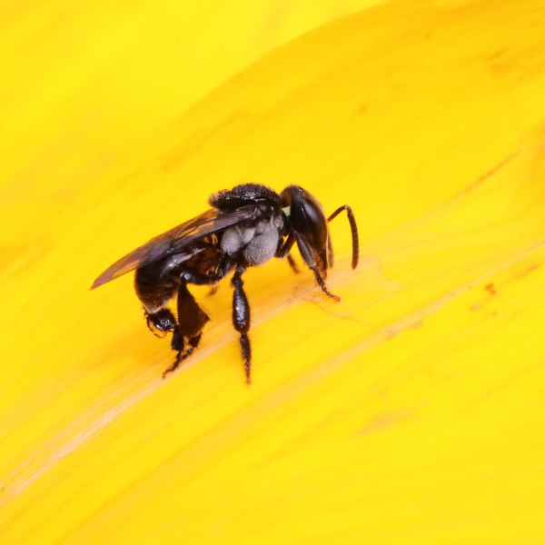 Insects Id: Tetragonula (Tetragonula)