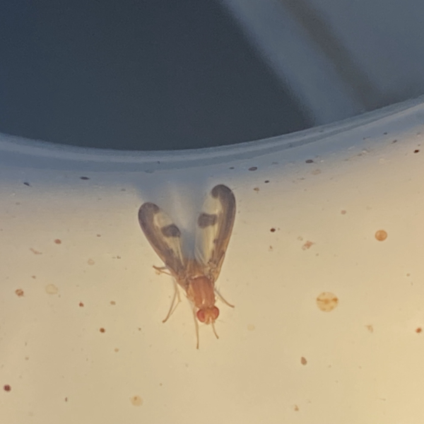 Insects Id: Antlered Flutter Fly (Toxonevra superba)