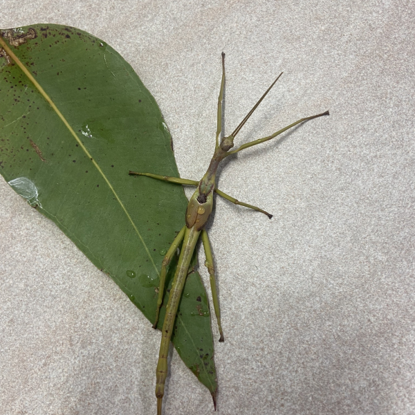 Insects Id: Red-winged Stick Insect (Podacanthus viridiroseus)