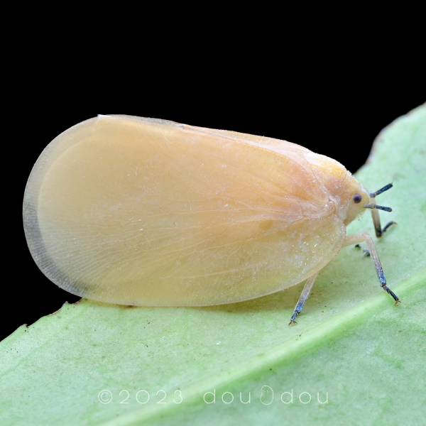 Insects Id: Flatida intacta (Flatida intacta)