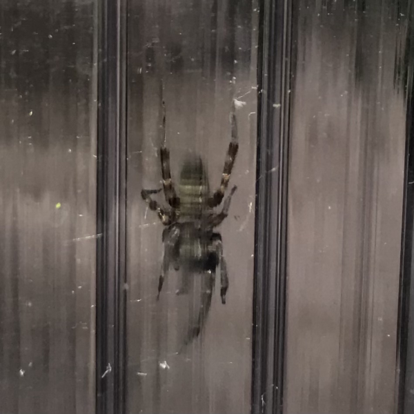 Insects Id: Intertidal Spiders (Desidae)