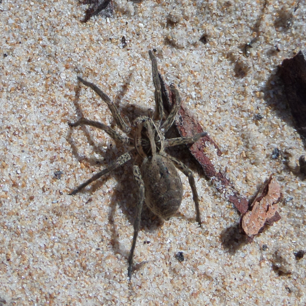 Insects Id: Wolf Spiders (Lycosidae)