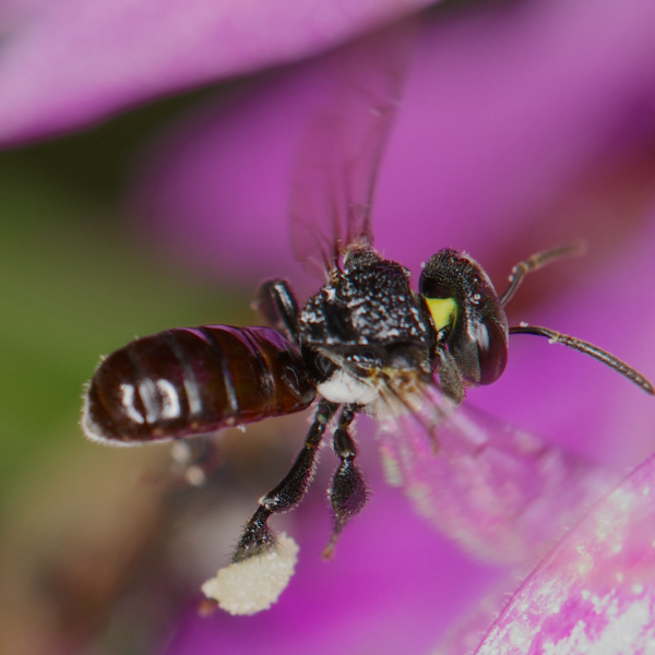 Insects Id: Charcoal Stingless Bee (Tetragonula carbonaria)