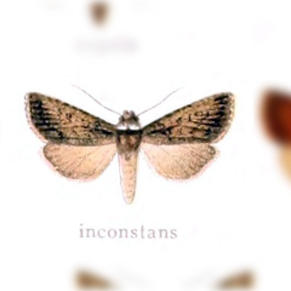 Insects Id: Sympistis inconstans (Sympistis inconstans)