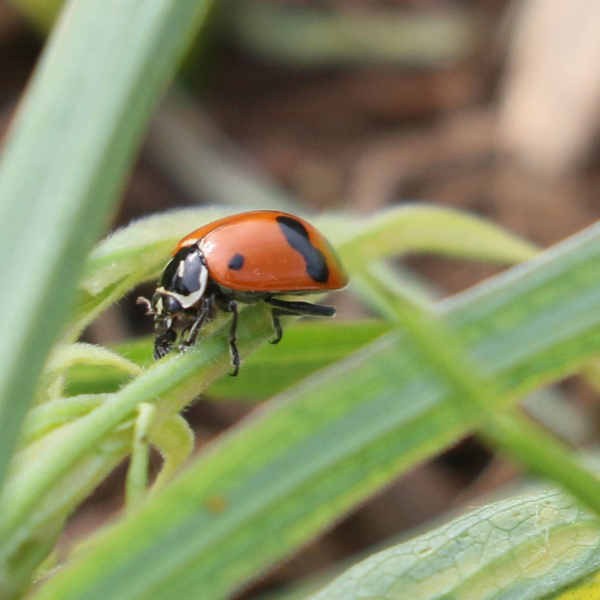 Insects Id: Oblong Lady Beetles (Hippodamia)