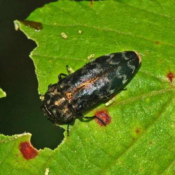 Insects Id: Coraebus (Coraebus)