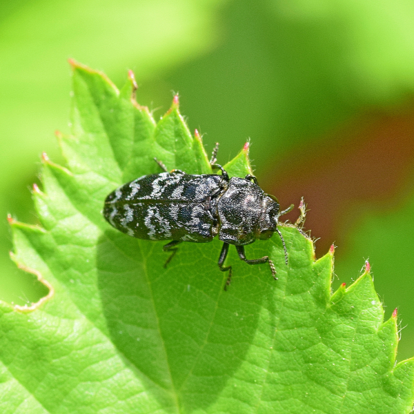 Insects Id: Coraebus (Coraebus)