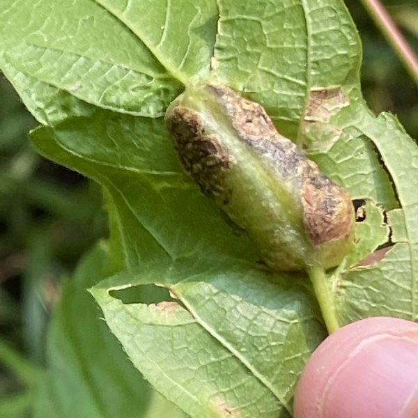Insects Id: Contarinia (Contarinia)