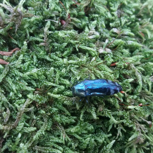 Insects Id: Coraebus (Coraebus)