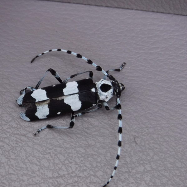 Insects Id: Banded Alder Borer (Rosalia funebris)