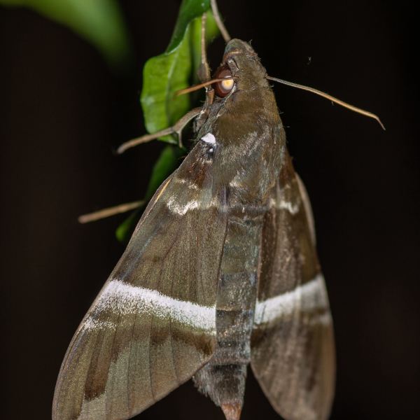 Insects Id: Nephele (Nephele)