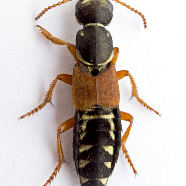 Insects Id: Staphylinus (Staphylinus)
