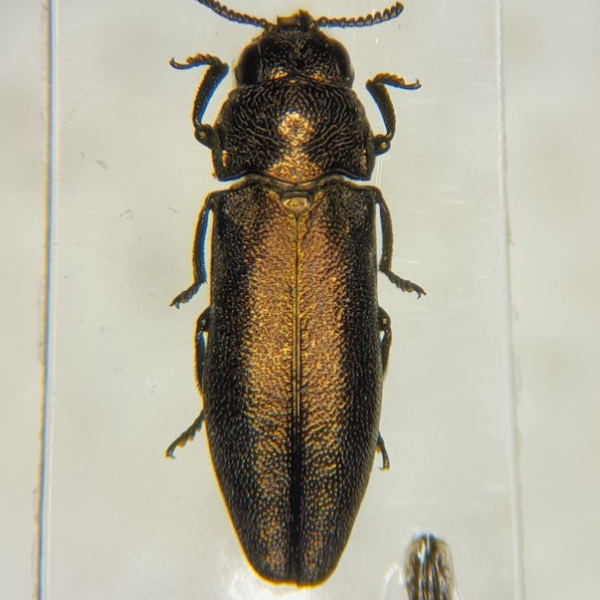 Insects Id: Coraebus (Coraebus)