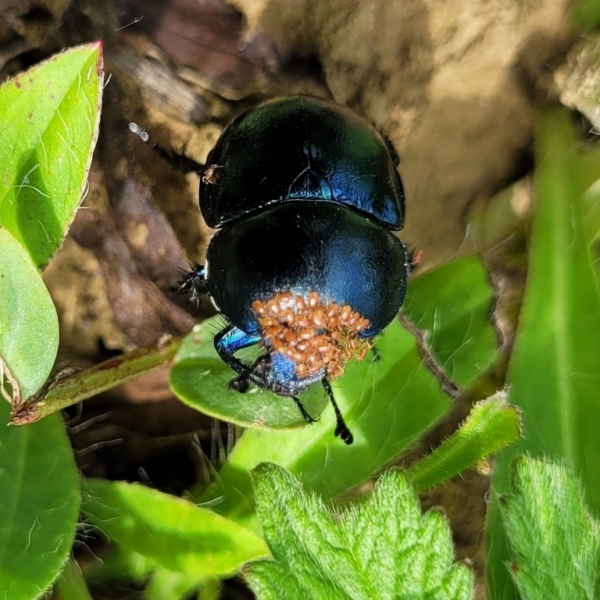 Insects Id: Parasitus coleoptratorum (Parasitus coleoptratorum)
