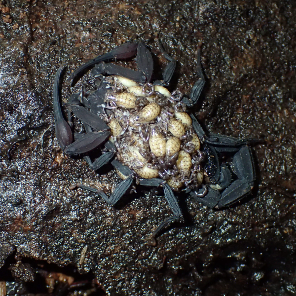 Insects Id: Thick-tailed scorpions (Tityus)