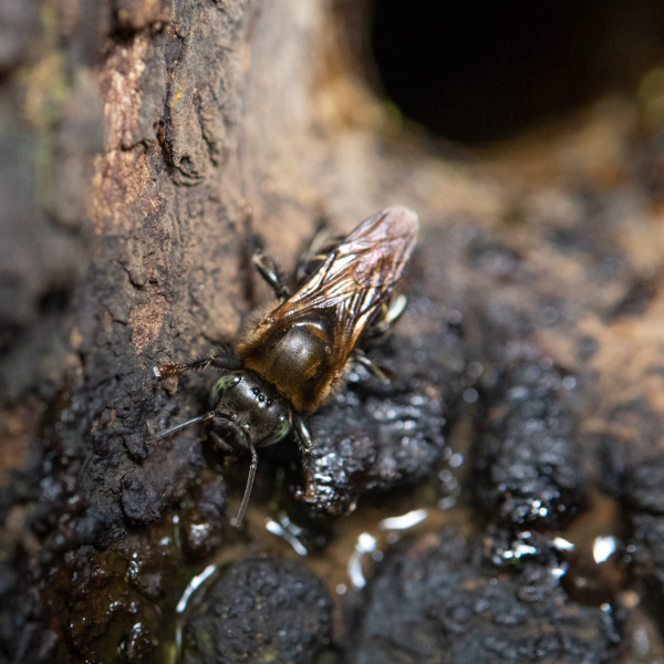Insects Id: Melipona (Melipona)
