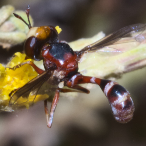 Insects Id: Physocephala (Physocephala)