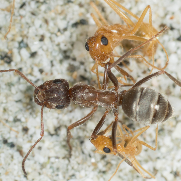 Insects Id: Mexican Honeypot Ant (Myrmecocystus mexicanus)