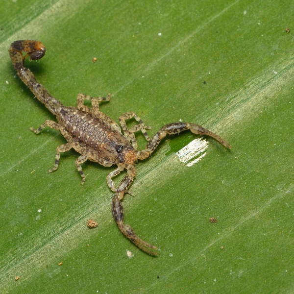 Insects Id: Thick-tailed scorpions (Tityus)