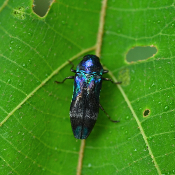 Insects Id: Coraebus (Coraebus)