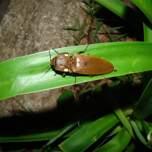 Insects Id: Fire Click Beetles (Pyrophorus)