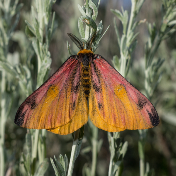 Insects Id: Western Sheep Moth (Hemileuca eglanterina)
