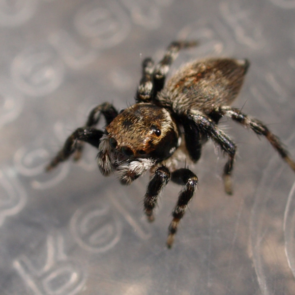 Insects Id: White Banded House Jumper (Maratus griseus)