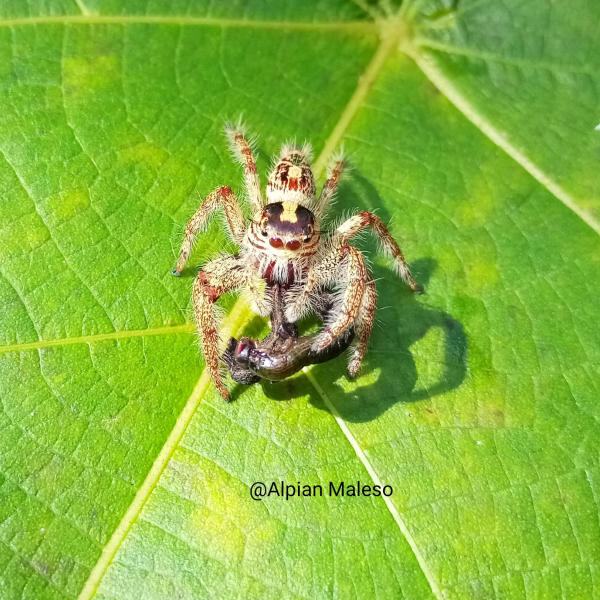 Insects Id: giant jumping spider (Hyllus giganteus)