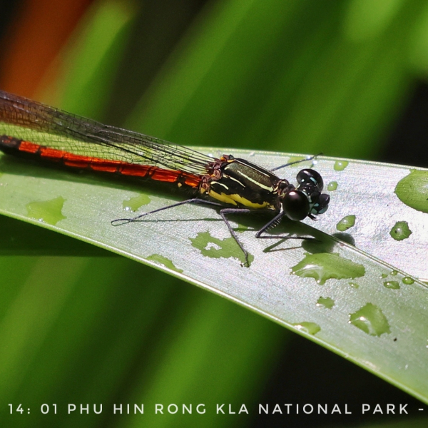 Insects Id: Rhinocypha (Rhinocypha)