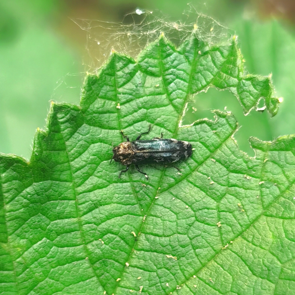 Insects Id: Coraebus (Coraebus)