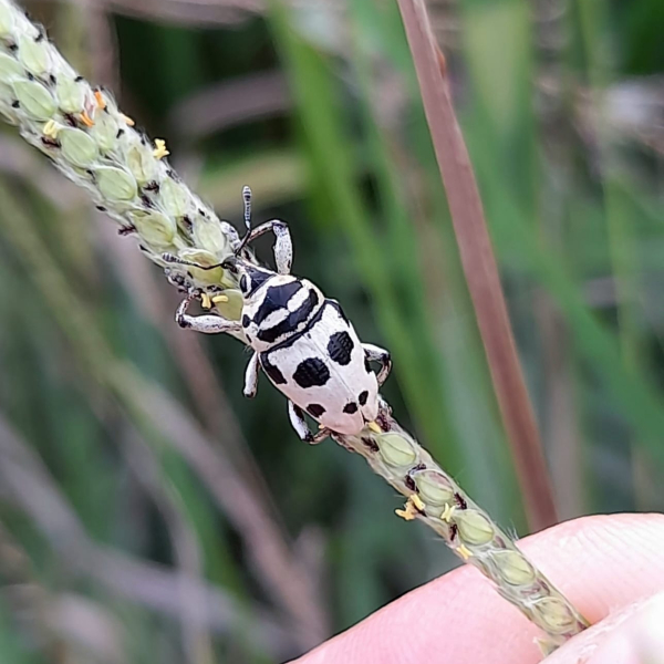 Insects Id: Cholus boisduvali (Cholus boisduvali)